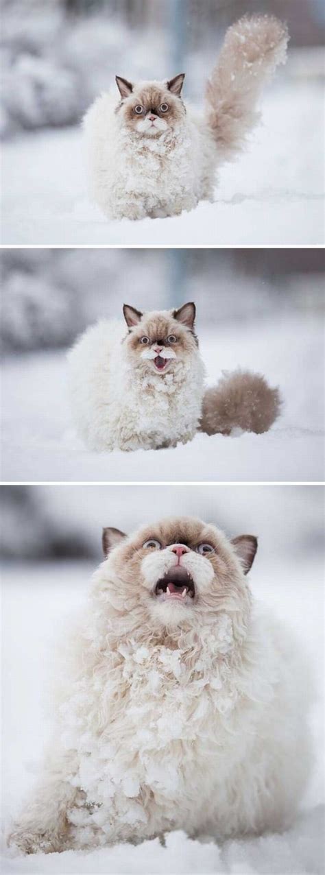 16 Hilarious Cat Expressions