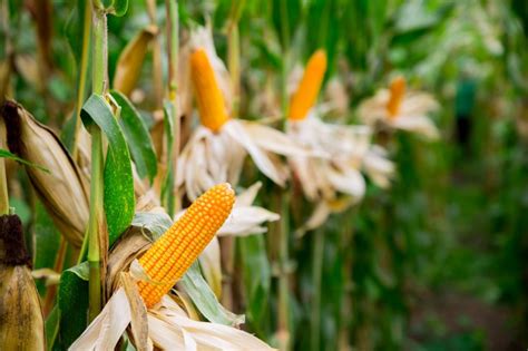 Ecuador La Siembra De Maíz La De Invierno Representa El 74 De