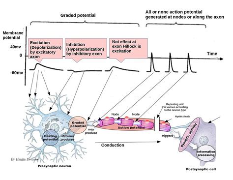 Difference Between Excitatory And Inhibitory Neurons Pediaa Com