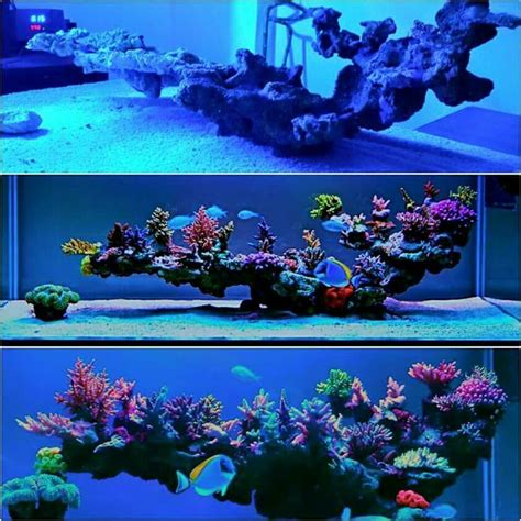 Saltwater Aquarium Design Ideas