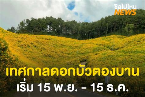 เตรียมเที่ยวชมเทศกาลดอกบัวตองบาน บนดอยแม่อูคอ จ แม่ฮ่องสอน เริ่ม 1 พฤศจิกายน 63