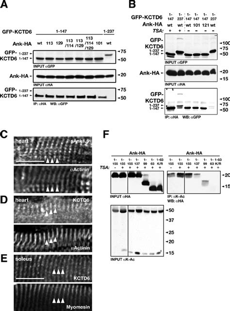 Posttranslational Modification Of Sank15 Affects Its Interaction With