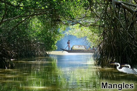 Mangles Mangles Bosques De Colombia