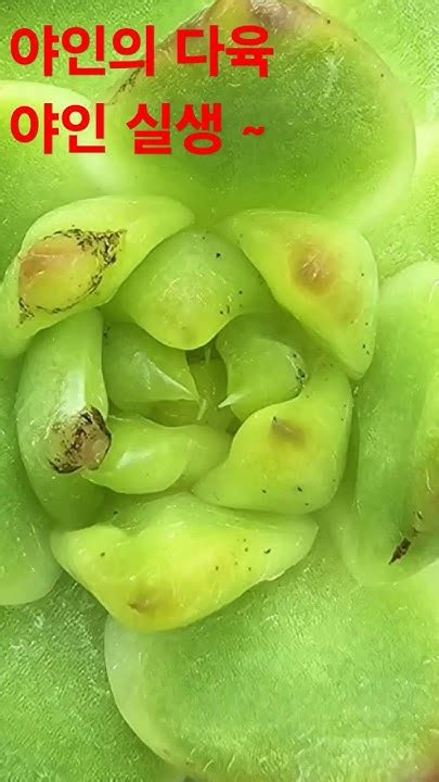 젤리젤리 비 피해 없길요 ~ 빈예서 파종이 실생 다육 다유기 다육이 다육식물 반려식물 다육판매 다육이판매 다육이키우기 다육인스타그램 매혹이 청주