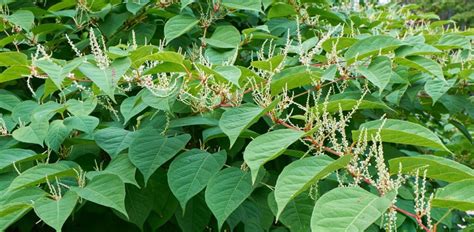 Extracts Polygum Cuspidatum Claypods