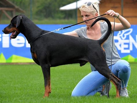 Male Dobermann Rage Ch Korifey Rage Jw