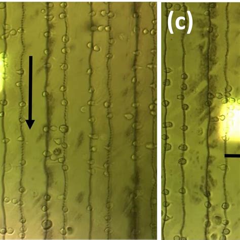 the design of interdigitated electrode array microfluidic chip a the