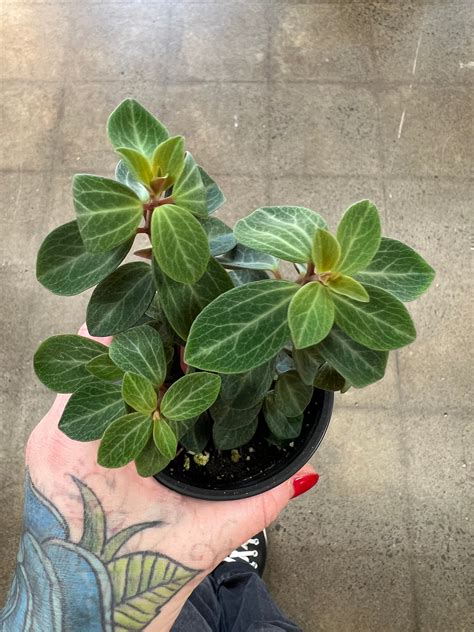 Peperomia Red Log Jungleroseinc