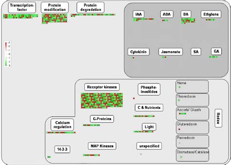 Mapman Regulation Overview Map Showing Differences In Transcript Levels