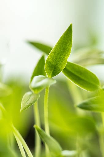 젊은 녹색 잎 또는 잎 토양에서 성장 하는 새싹 새로운 생명의 봄 개념입니다 성장 시기의 시작입니다 농업 처음 봄입니다 정원 모 종 0명에 대한 스톡 사진 및 기타 이미지