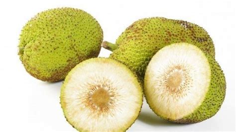 Mengenal Sukun Narasaindonesia Narasaindonesia