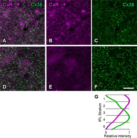 Horizontal View Of The Inner Plexiform Layer Double Labeled For Download Scientific Diagram