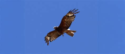 The Square Tailed Kite Critter Science