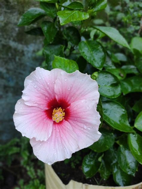 Samir Kumar On Linkedin Javascript Javascriptdeveloper