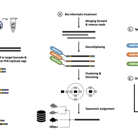 7 General Steps Of An Edna Metabarcoding Study To Survey Fish