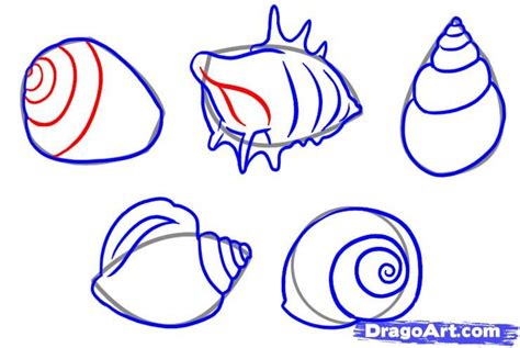 How To Draw Shells Step Seashell Drawing Drawings Shell Drawing