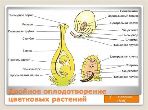 Развитие половых клеток Оплодотворение презентация онлайн