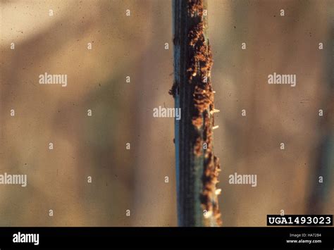 Stem Rust Wheat Hi Res Stock Photography And Images Alamy
