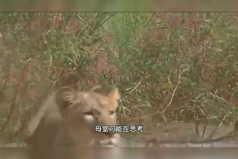 小家伙们从来没见过自己的父亲看着熟睡的雄狮 父亲 雄狮 小家伙
