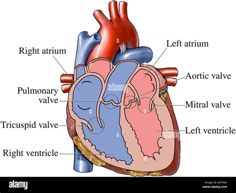 4 Heart Valve 4 Heart Valves Explained Crem