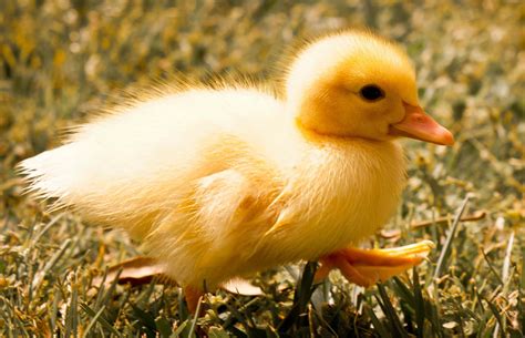 Download Baby Duck Background Wallpapers Com
