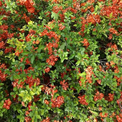 Premium Photo Red Flowers And Bush