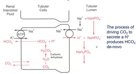 Acid Base Flashcards Quizlet