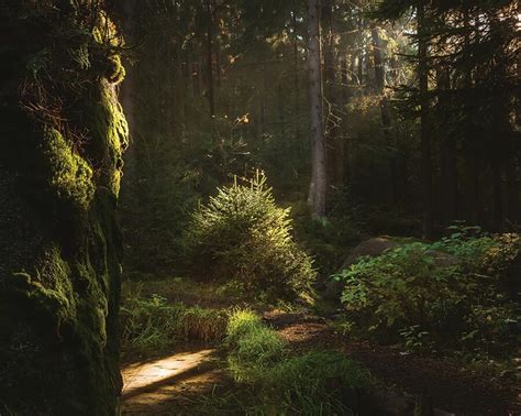 Edenic Law And The Book Of Romans Part 3 Tidings