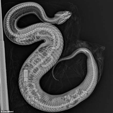 Grim X Ray Shows Python Inside Stomach Of Rival Serpent In Florida I
