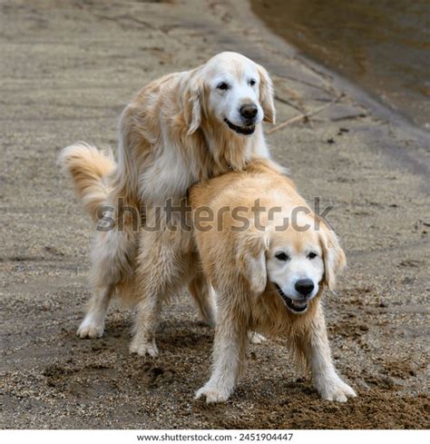 Photograph Two Golden Retriever Friends Humping Stock Photo Shutterstock