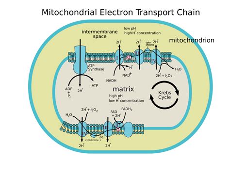 Krebs Cycle Flow Chart