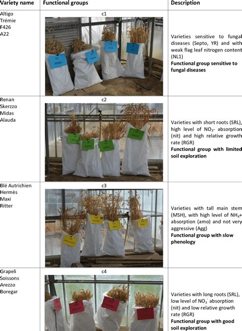 Description Of Functional Groups Download Table