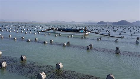 金값된 김정부 김 양식장 늘리고 계약재배도 검토 매일경제