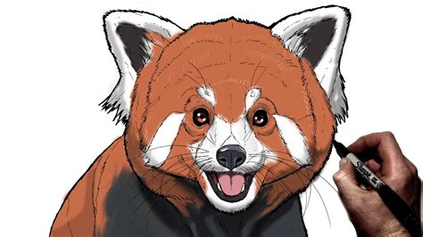 How To Draw A Red Panda Step By Step Youtube