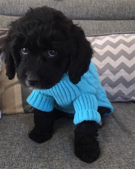 Cockapoo Breeders Uk