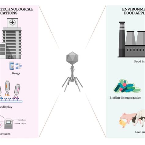 Biotechnological Applications Connections Of Bacteriophages In Human