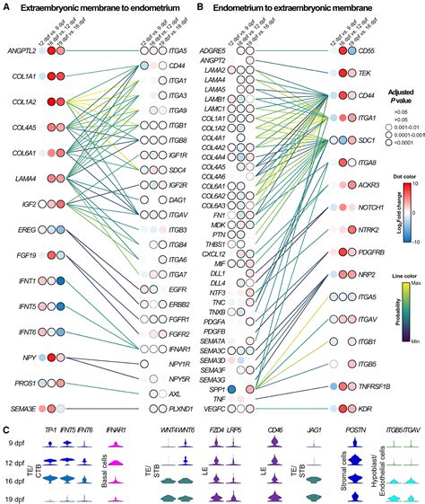 Single Cell Transcriptomic Characterization Of Sheep Conceptus Elongation And Implantation Cell