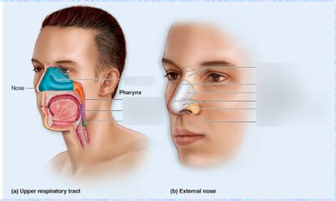 Respiratory Diagram Quizlet