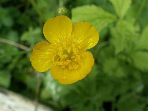 Buttercup Free Photo Download Freeimages