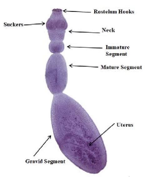 Morphology Of Adult Worm Of Echinococcus Granulosus Source 19