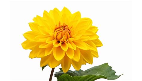 Premium Photo Yellow Flower Elevation Side View