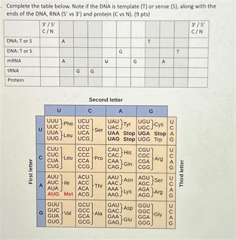 Solved Complete The Table Below Note If The DNA Is Template Chegg