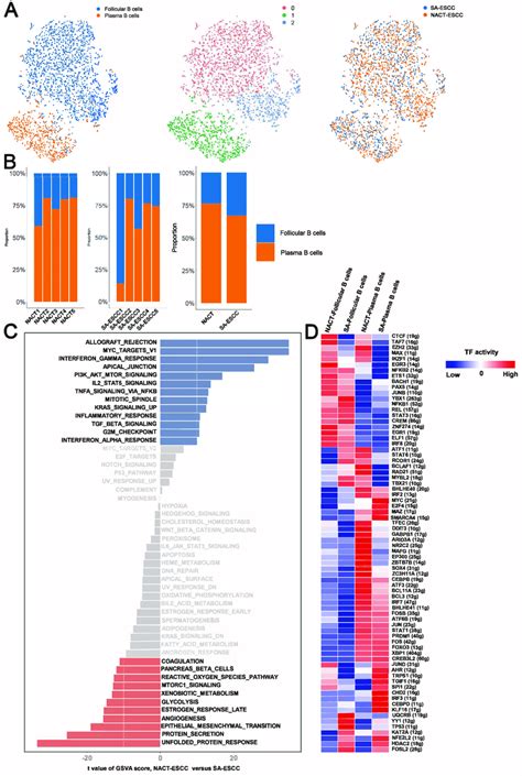 The Scrna Profiles For B Cells In Sa Escc And Nact Escc A The Tsne Download Scientific Diagram