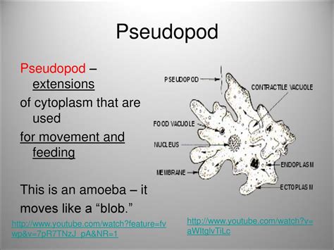 Microscopes Allow Us To See Cells Ppt Download