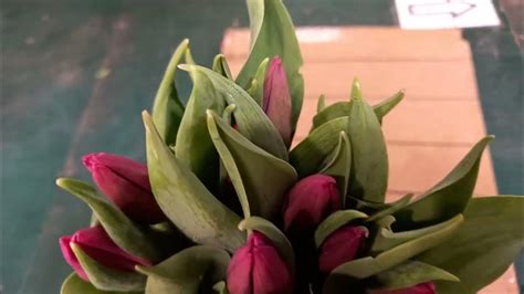 퍼플프린스 생화 꽃집 꽃집창업 꽃값 온라인꽃시장 온라인꽃도매 인터넷꽃시장 인터넷꽃도매 서울꽃시장 꽃농장 꽃배송 생화배송 생화도매 생화택배 꽃배달 생화배달 생화주문 생화부케