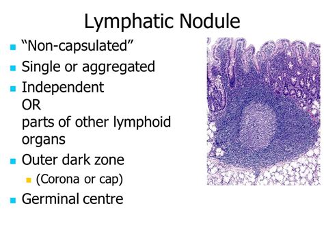 Immune Lymphatic System 2 Lymphatic Organs Ppt Video Online Download Immune Lymphatic System 2 Lymphatic Organs Ppt Video Online Download