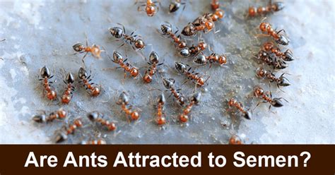 Ant Colony Structure Members And Roles SciFAQs