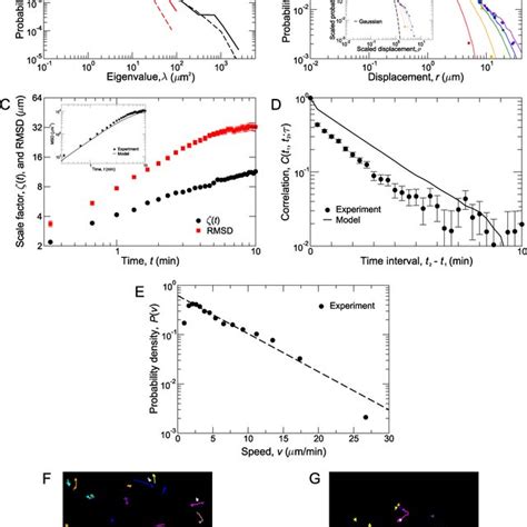 Analysis Of T Cell Migration A The Experimentally Observed