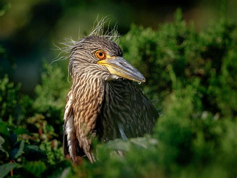 Black Crowned Night Heron Baby