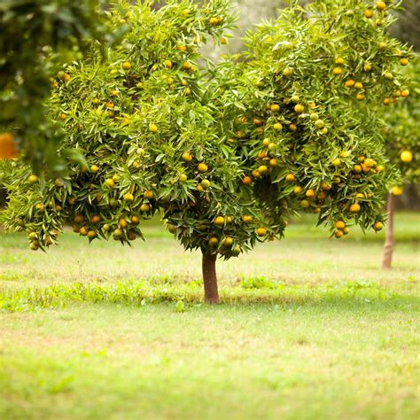 10 Best Types Of Fruit Trees To Grow In Your Backyard Fruit Trees